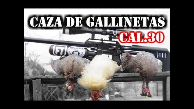 Caza de Gallinetas - Guinea Fowl Hunting Sniper Hunter Chile - Airgun101