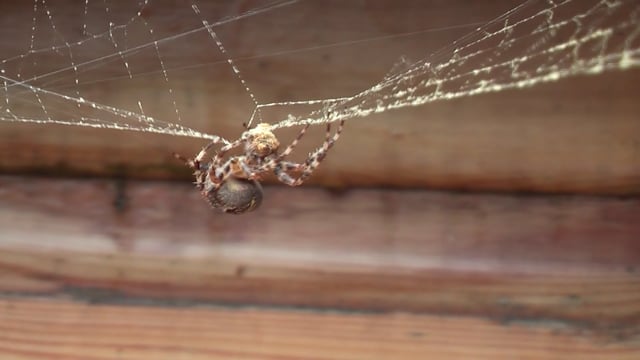 Spider Web Cleaning House - Free video on Pixabay