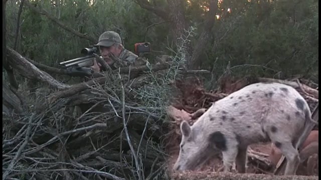 Airgun Hunting with the Badger Headshot pig drops on the spot! - Airgun101