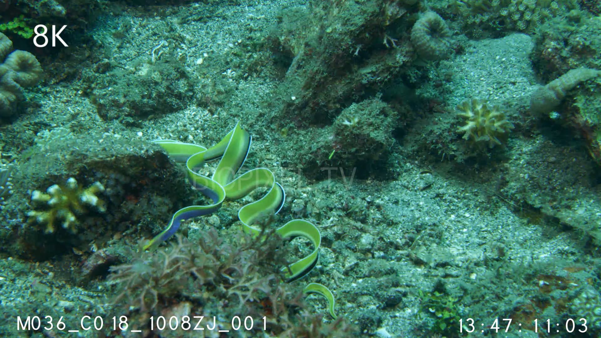 Fish Eels - Blue ribbon eel 8K on Vimeo