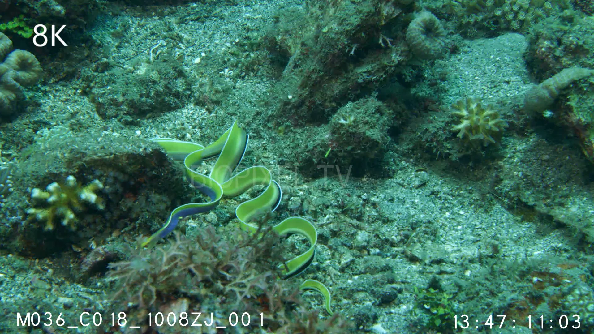 Fish Eels - Blue ribbon eel 8K on Vimeo