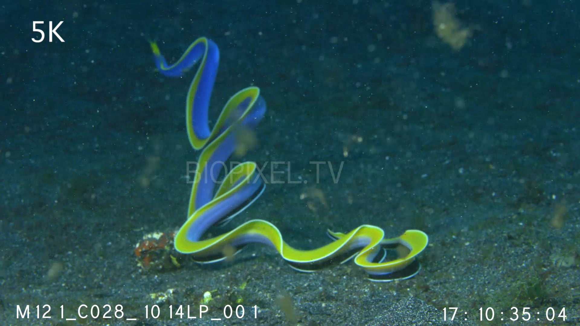 Fish Eels - Blue ribbon eel 5K on Vimeo