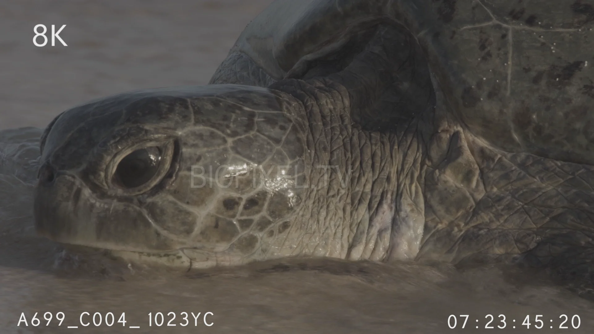 4K Reproduction Turtles - Green sea turtles emerging from water to nest ...