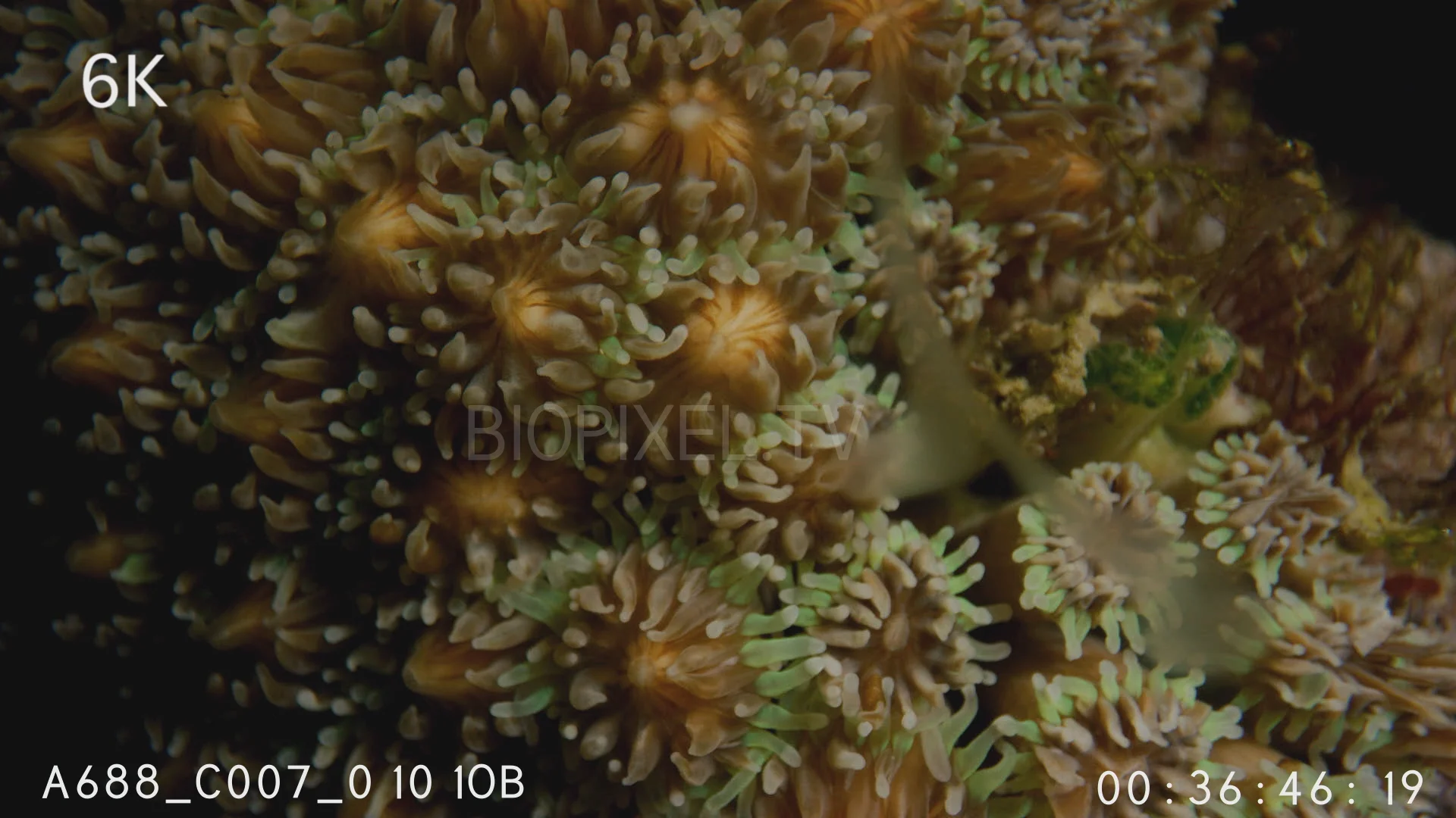 4K Reproduction Coral - Coral Spawning Macro motion control Probe Lens ...