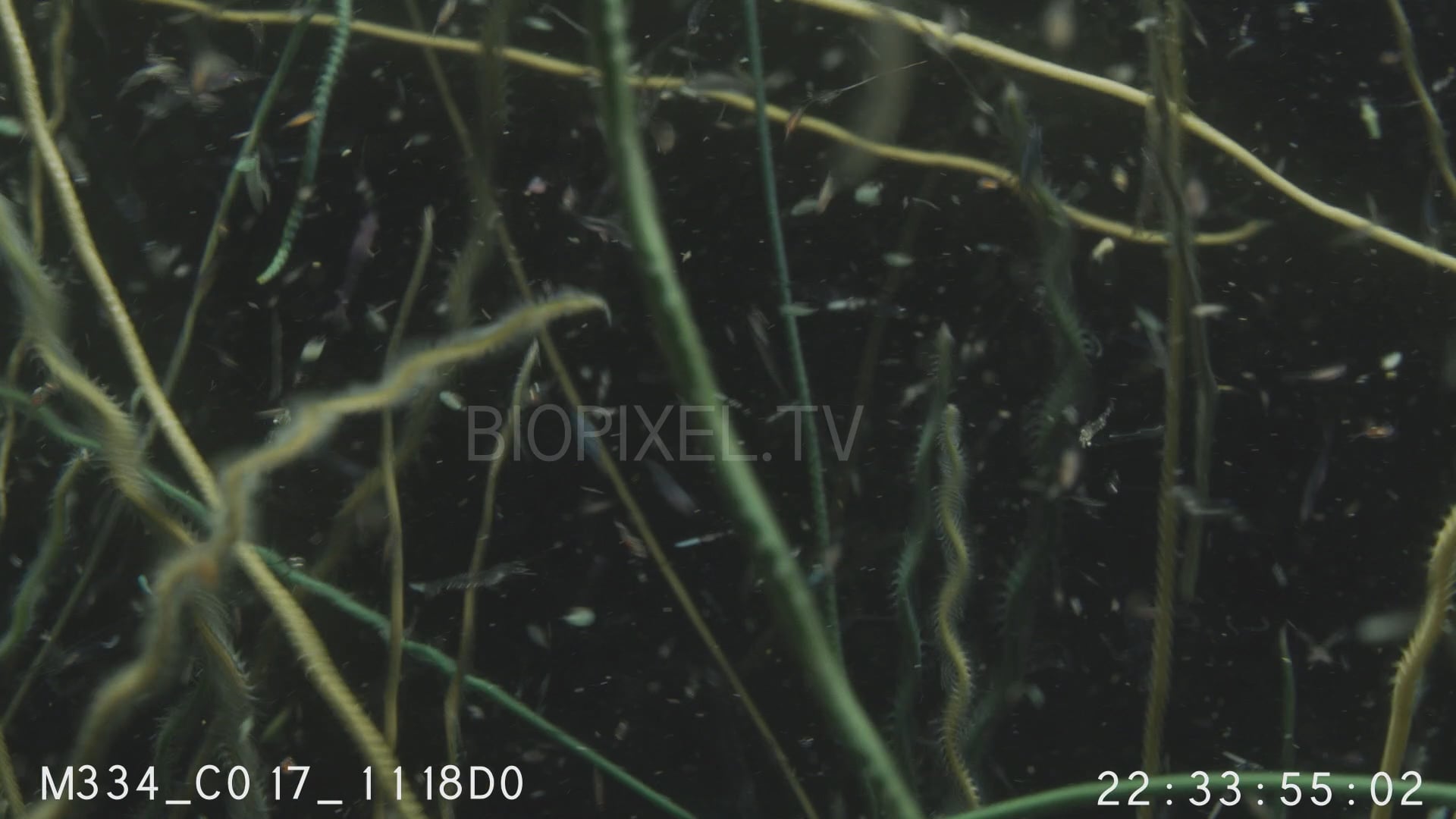 Reproduction - Mass Worm spawning 5K on Vimeo