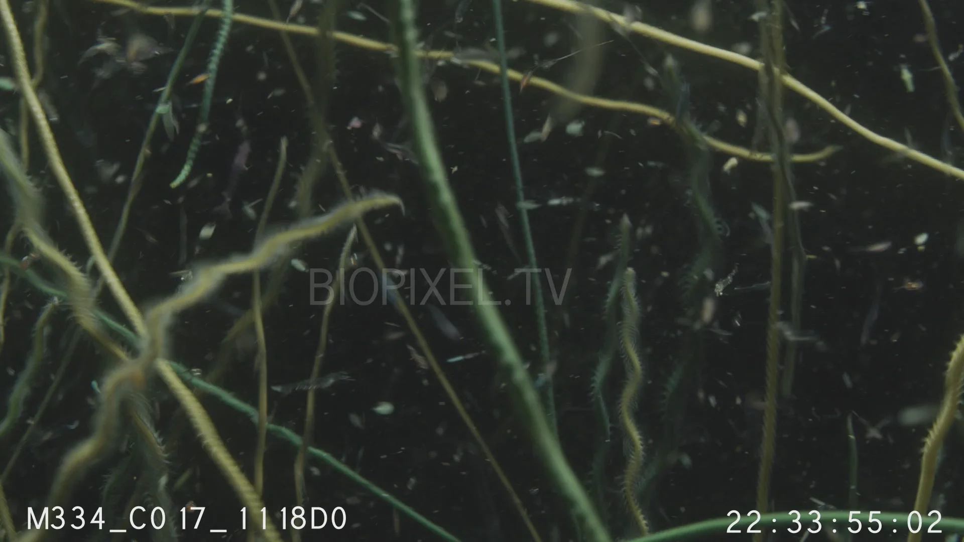 4K Worms - Mass Worm spawning 5K on Vimeo