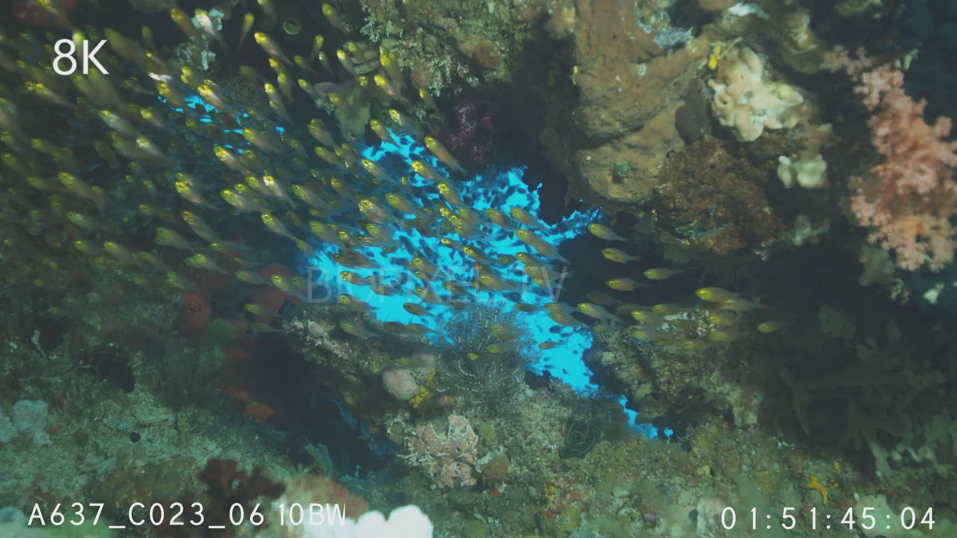 4K Fish School - Glassfish school under ledge 8K on Vimeo