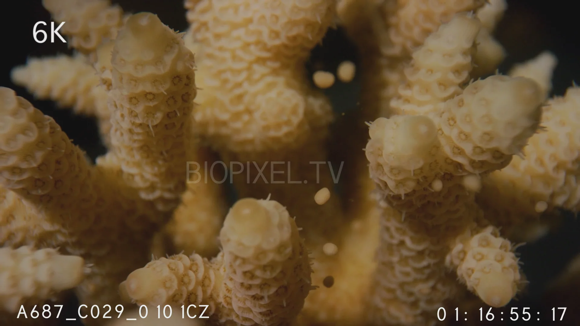 4K Reproduction Coral - Coral Spawning Macro motion control Probe Lens 6K 2 on Vimeo