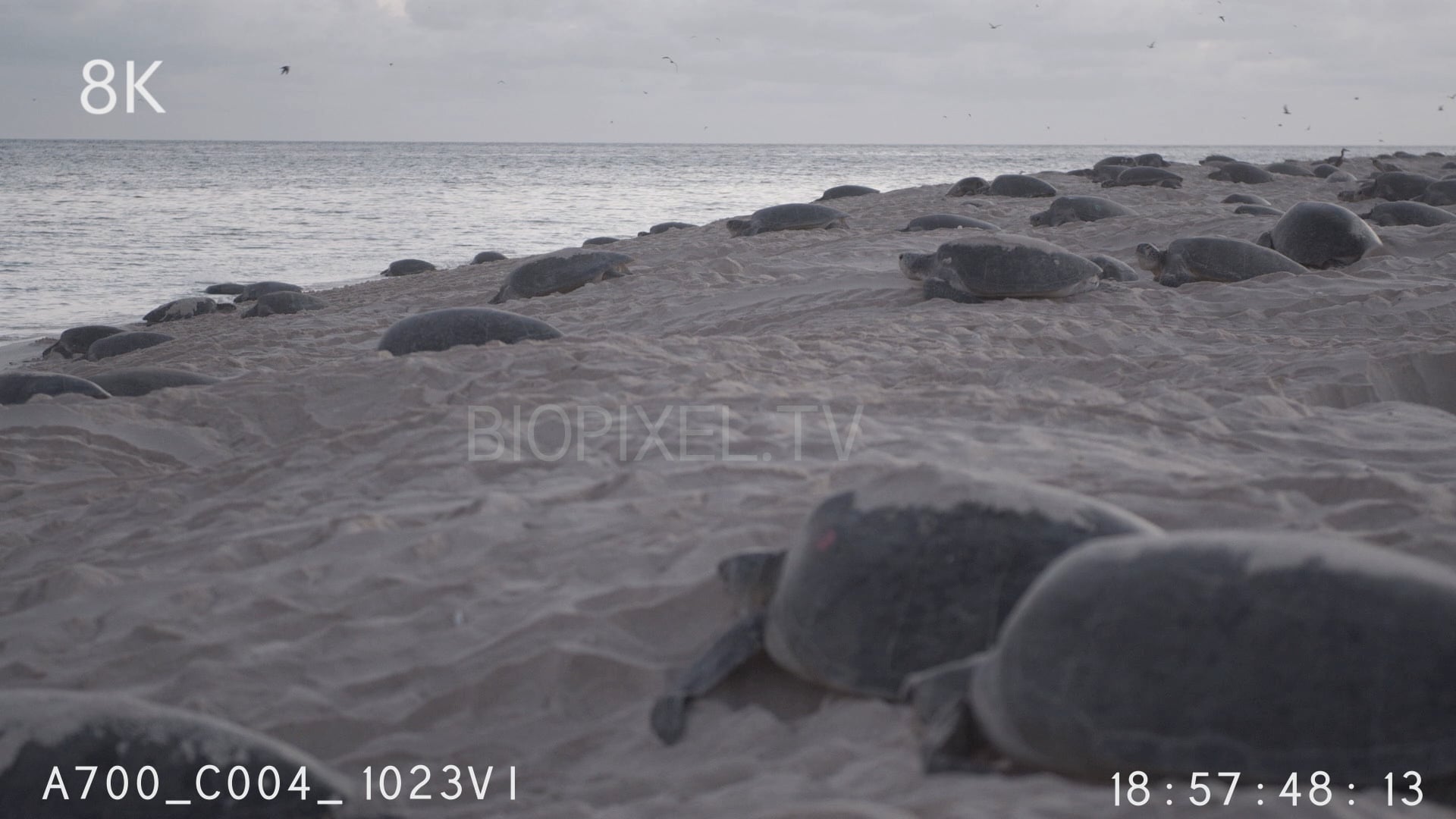 4K Sea Turtles - Green sea turtles returning to water after nesting 8K ...
