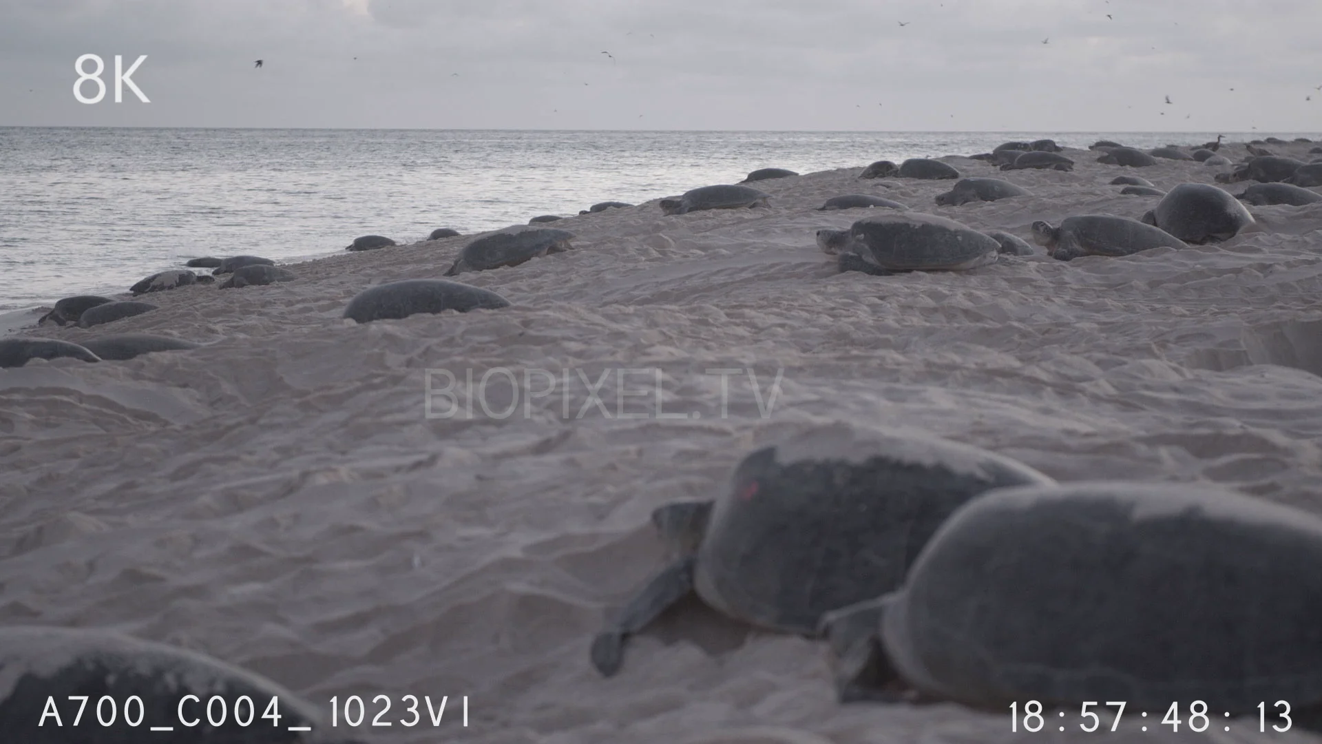 4K Sea Turtles - Green sea turtles returning to water after nesting 8K on Vimeo