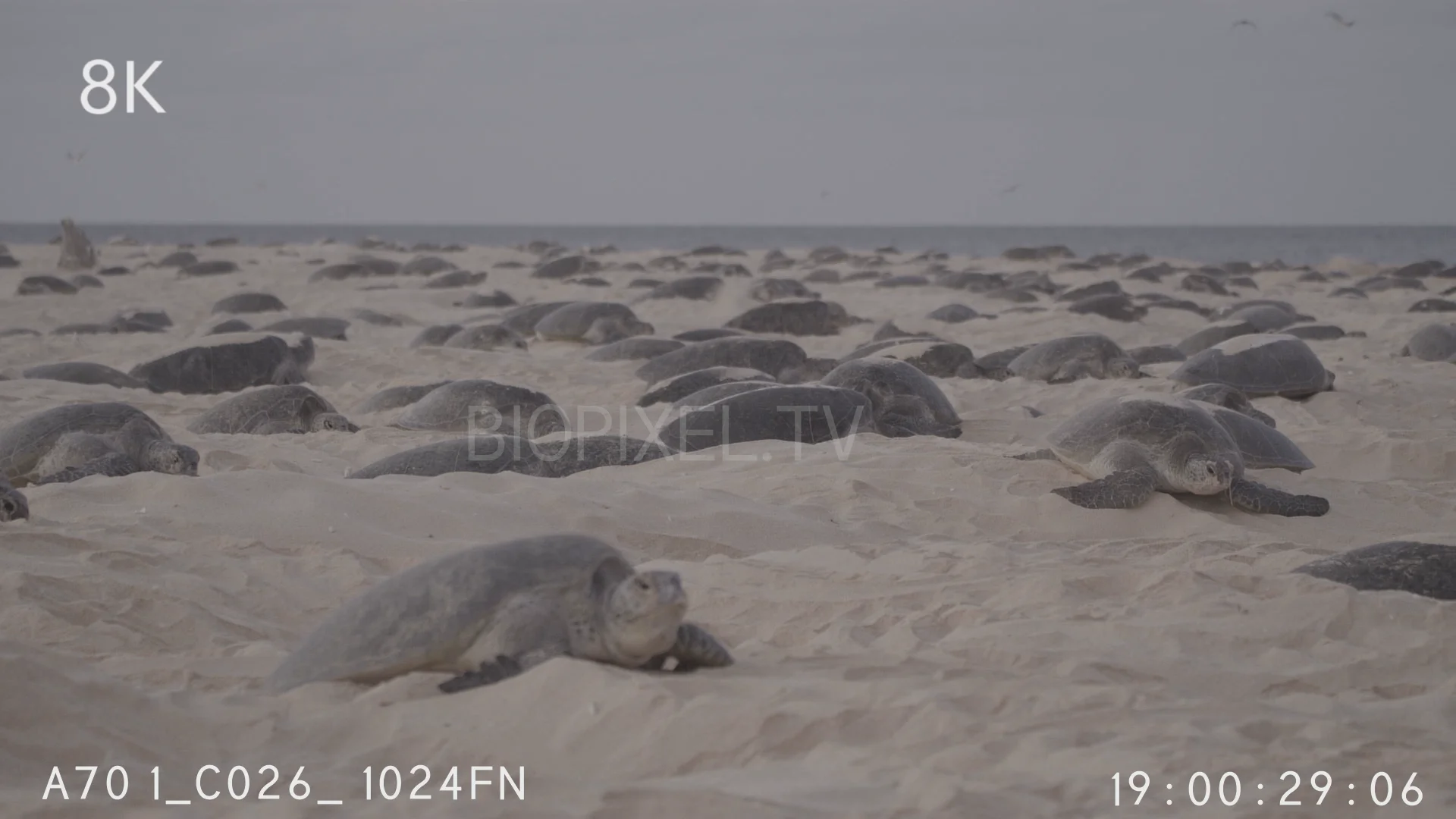 4K Sea Turtles - Mass numbers of green sea turtles nesting 8K on Vimeo