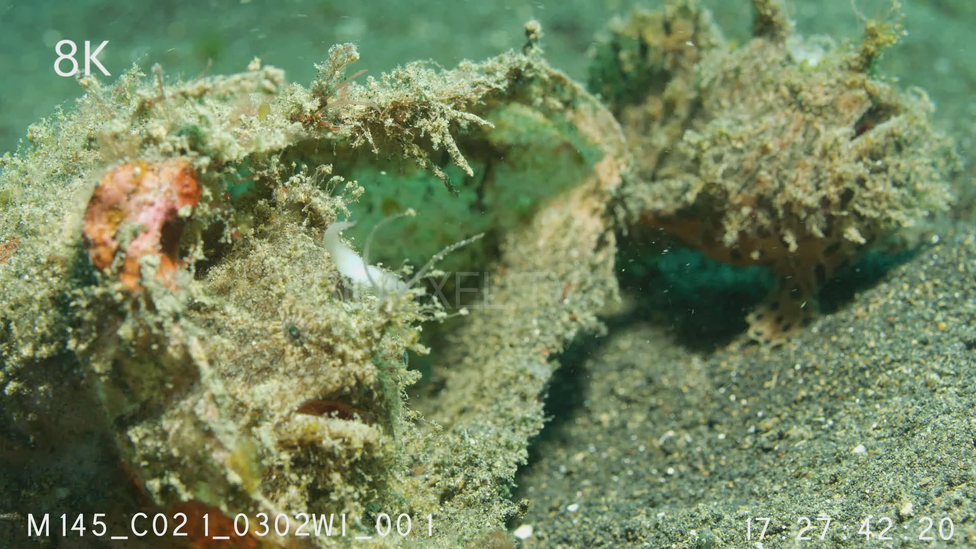 4K Camouflage - Anglerfish / Frogfish - Cryptic frogfish 8K on Vimeo