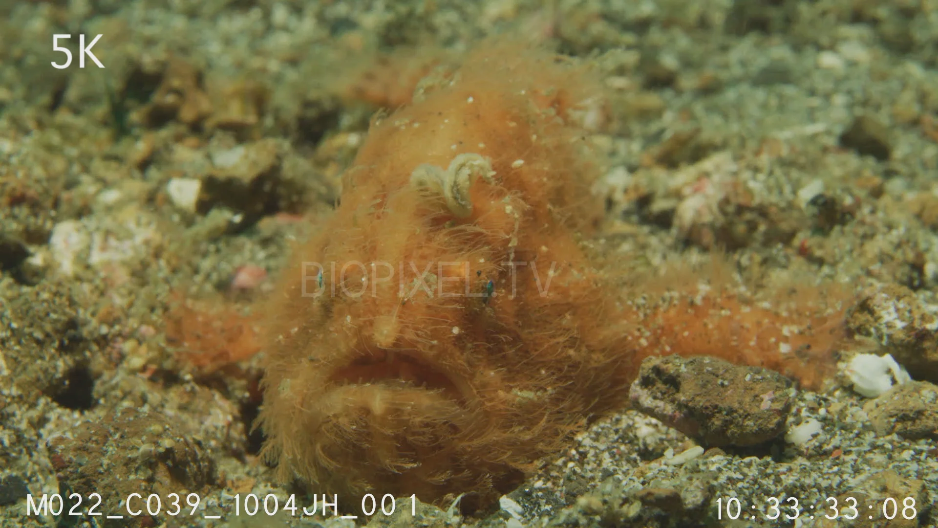 Fish Anglerfish - Anglerfish - Tasselled orange frogfish 5K on Vimeo