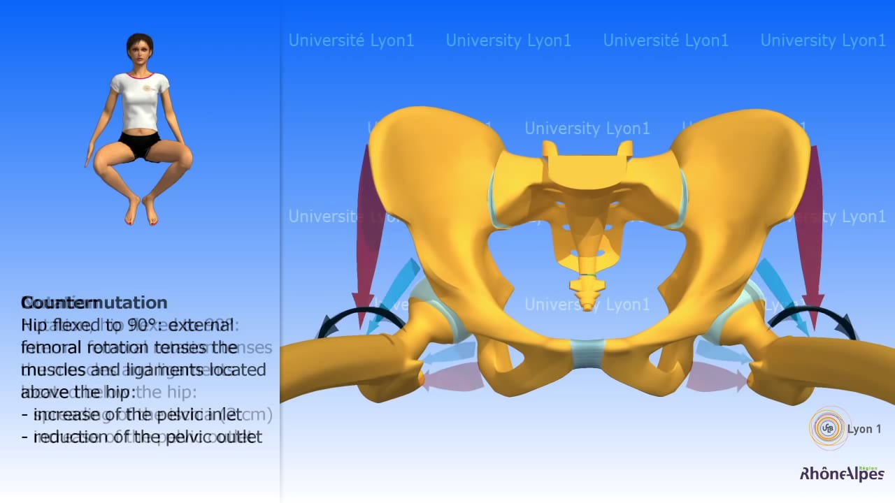 Arthrology of the pelvis Nutation and counternutation Childbirth on Vimeo