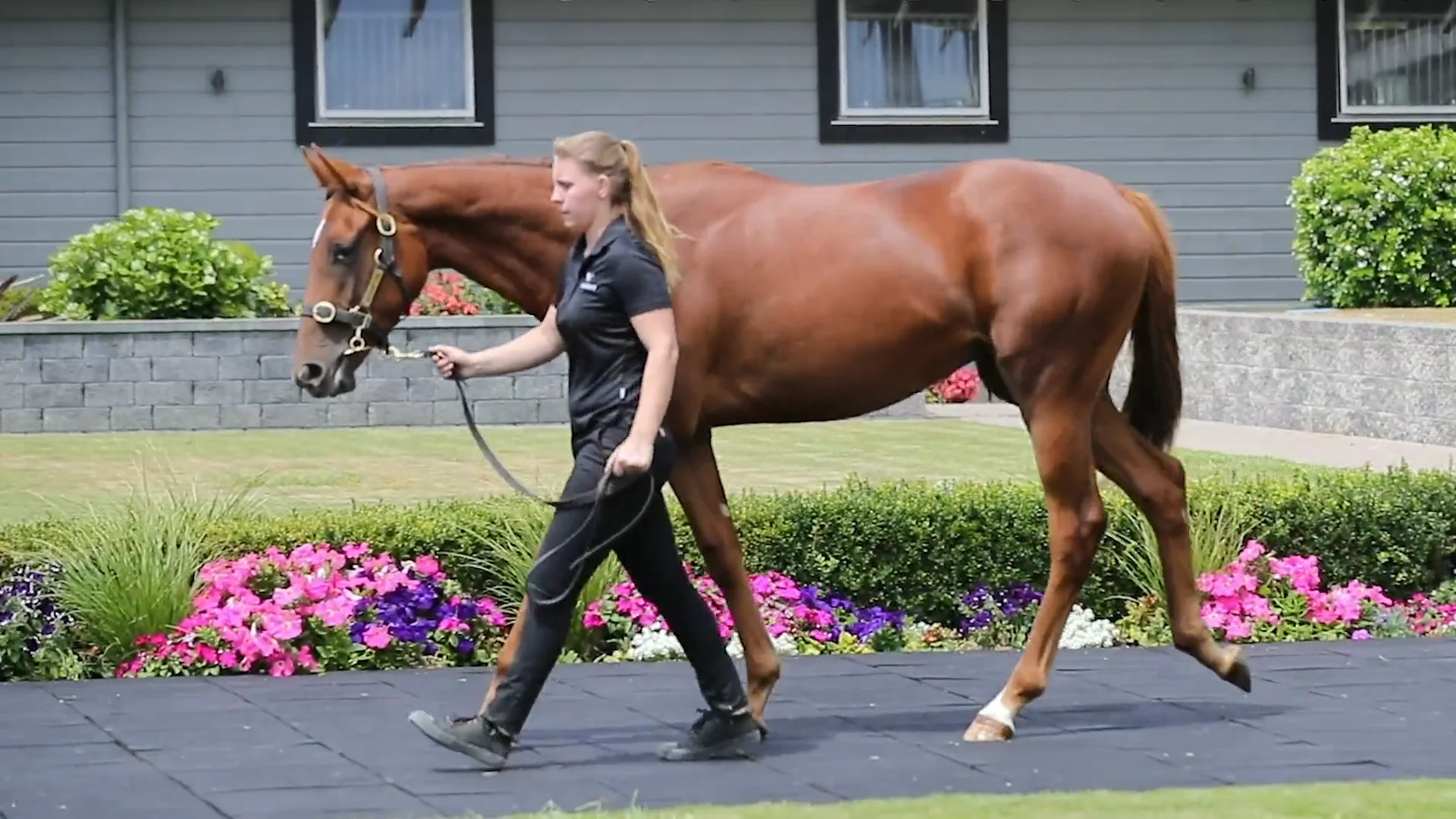 Lot 1239, El Roca - Black Cat. Karaka 2020 on Vimeo