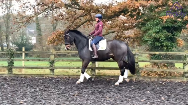 Equestrian Training Videos & Riding Exercises | Ridely
