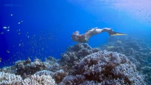 Michael Lachmann | Series Producer/Writer/Director | The Talent Manager