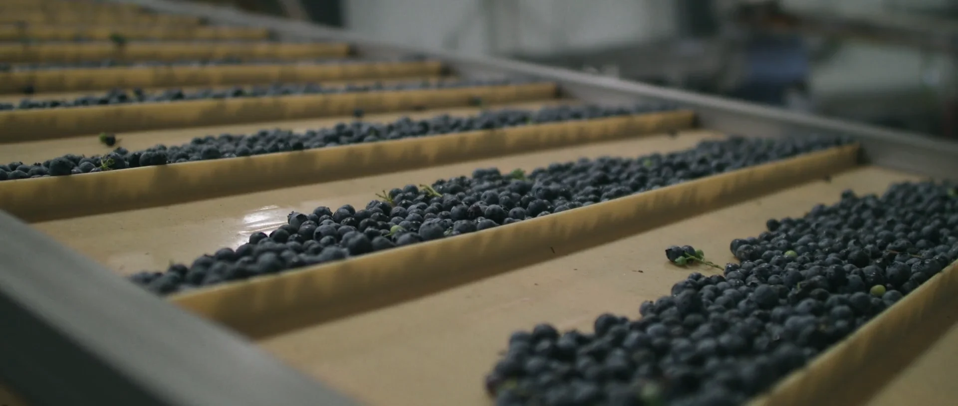 Milne Microdried | IQF Blueberries on Vimeo
