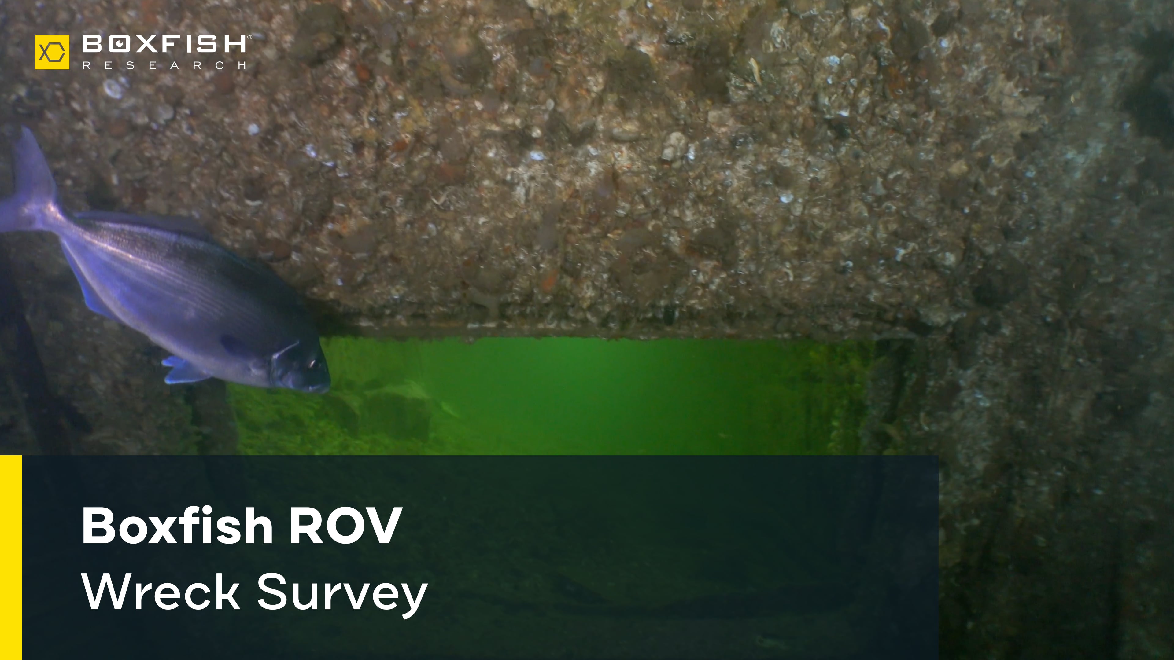 4K ROV footage - Boxfish Video Gallery