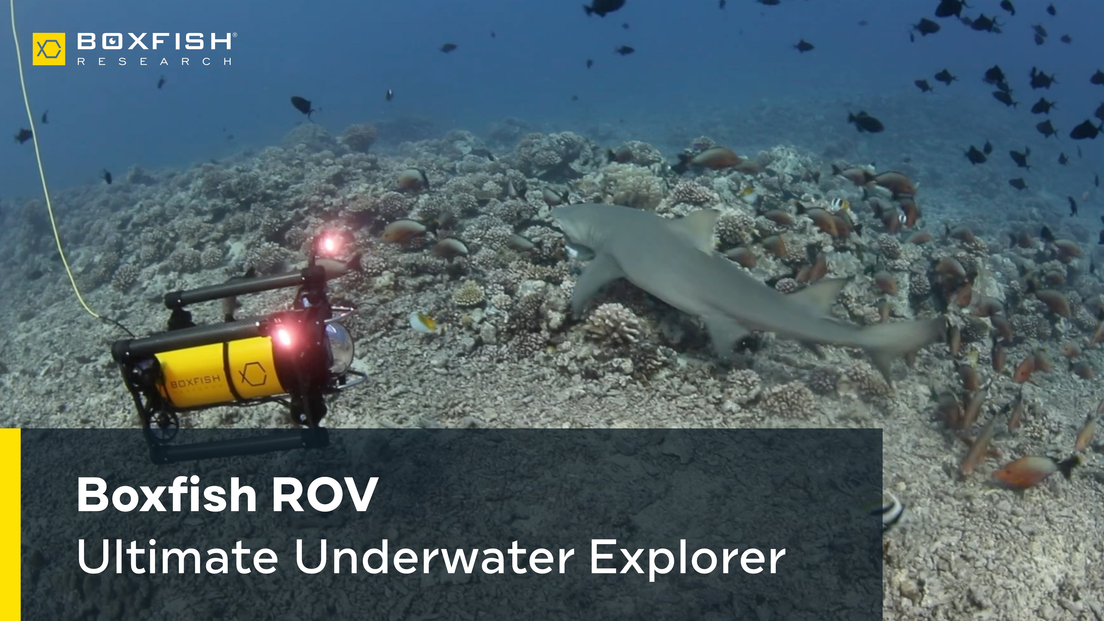 4K ROV footage - Boxfish Video Gallery
