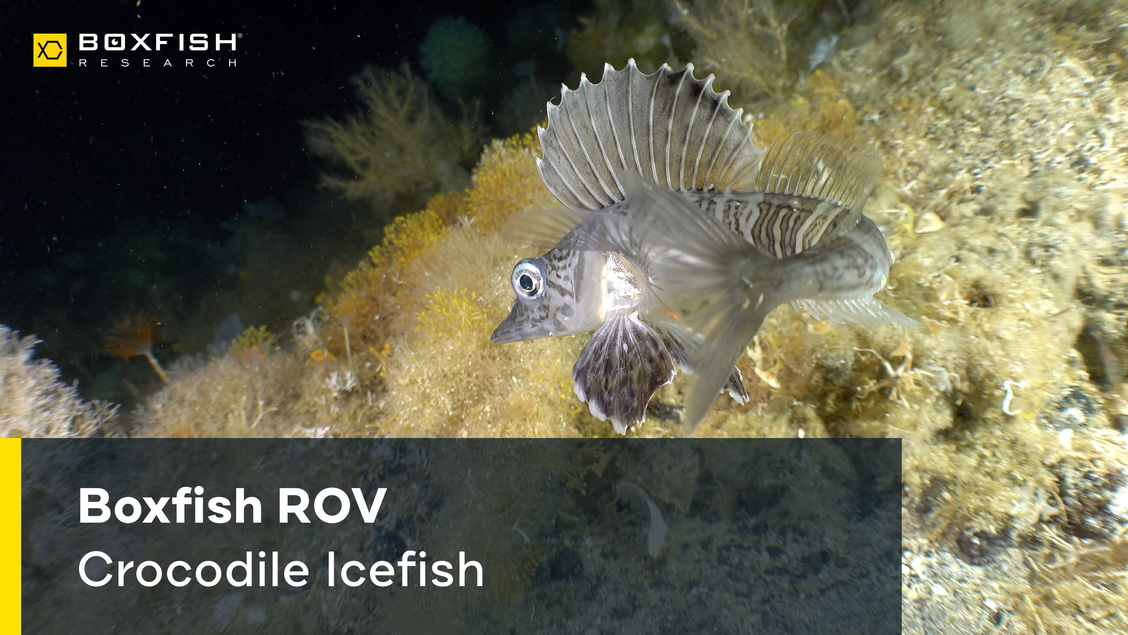 Crocodile Icefish