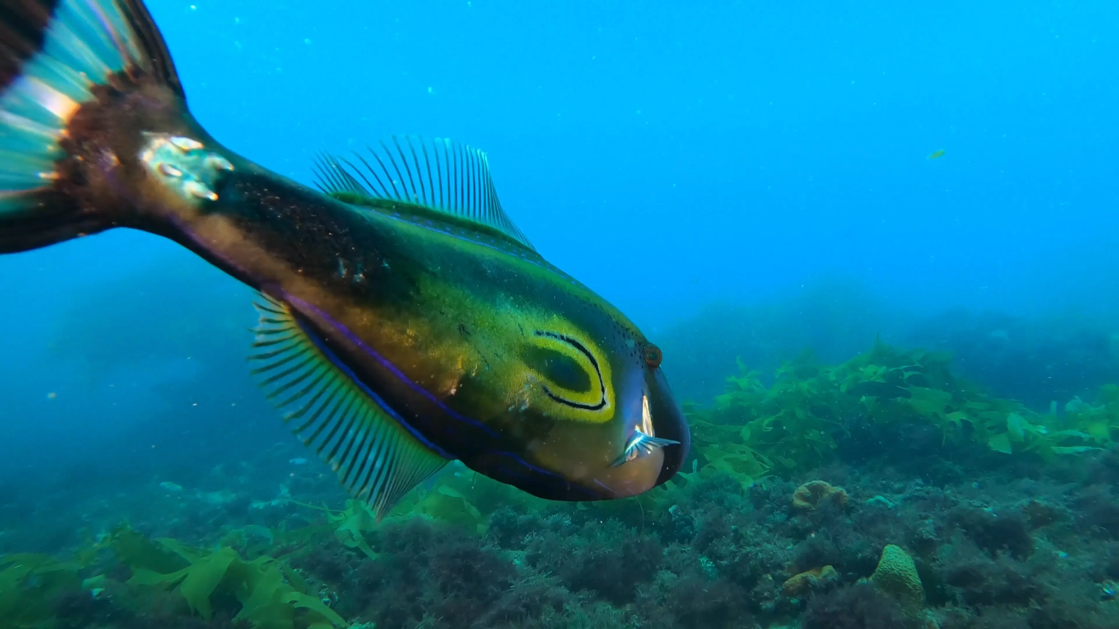 2019-12-30 Diving Melbourne on Vimeo