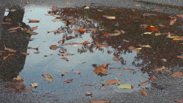 Water, Puddle, Road. Free Stock Video - Pixabay