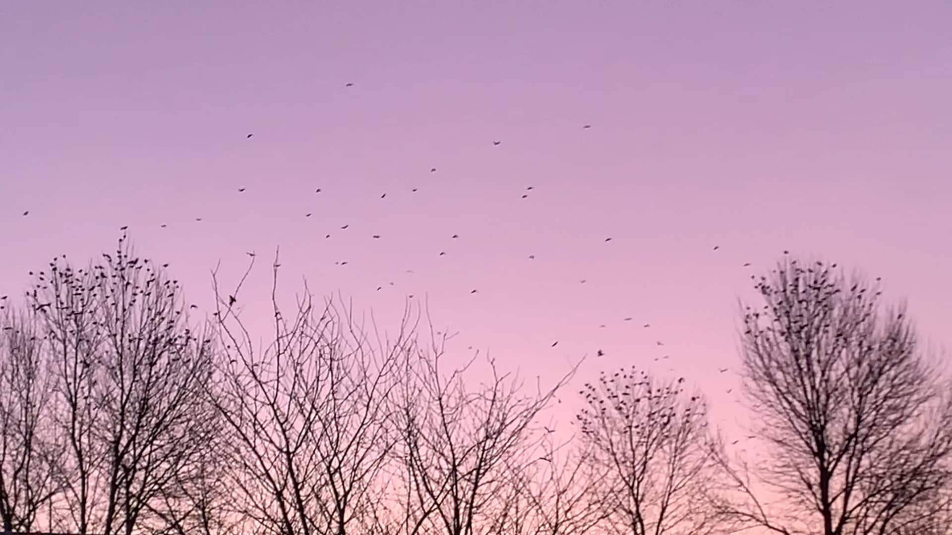 Murder of Crows on Vimeo