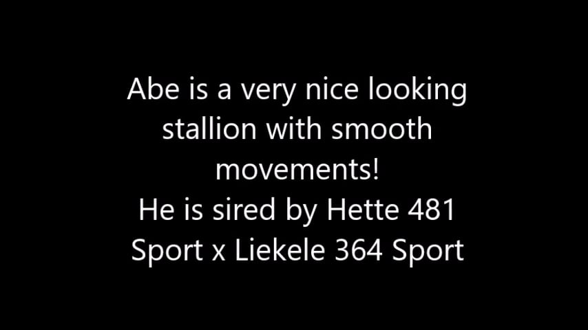 Running free video of Abe sired by Hette 481 Sport x Liekele 364 Sport ...