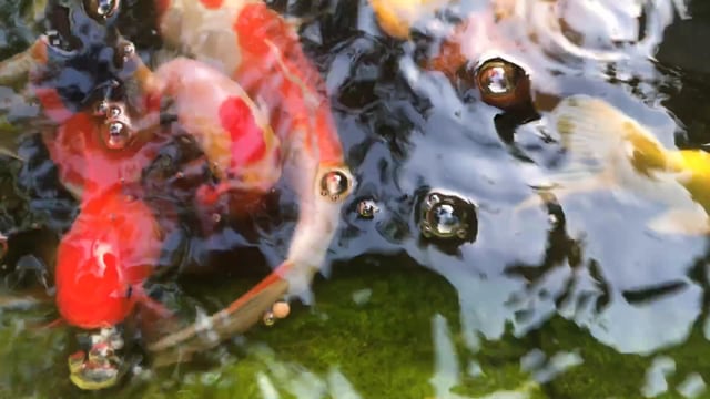 Fish C Country - Free video on Pixabay