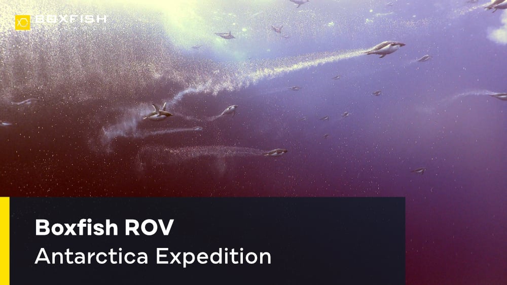 4K ROV footage - Boxfish Video Gallery