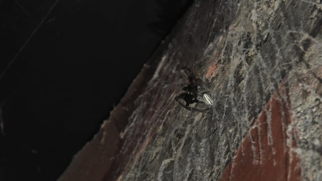 Spider Insect Hunter - Free video on Pixabay