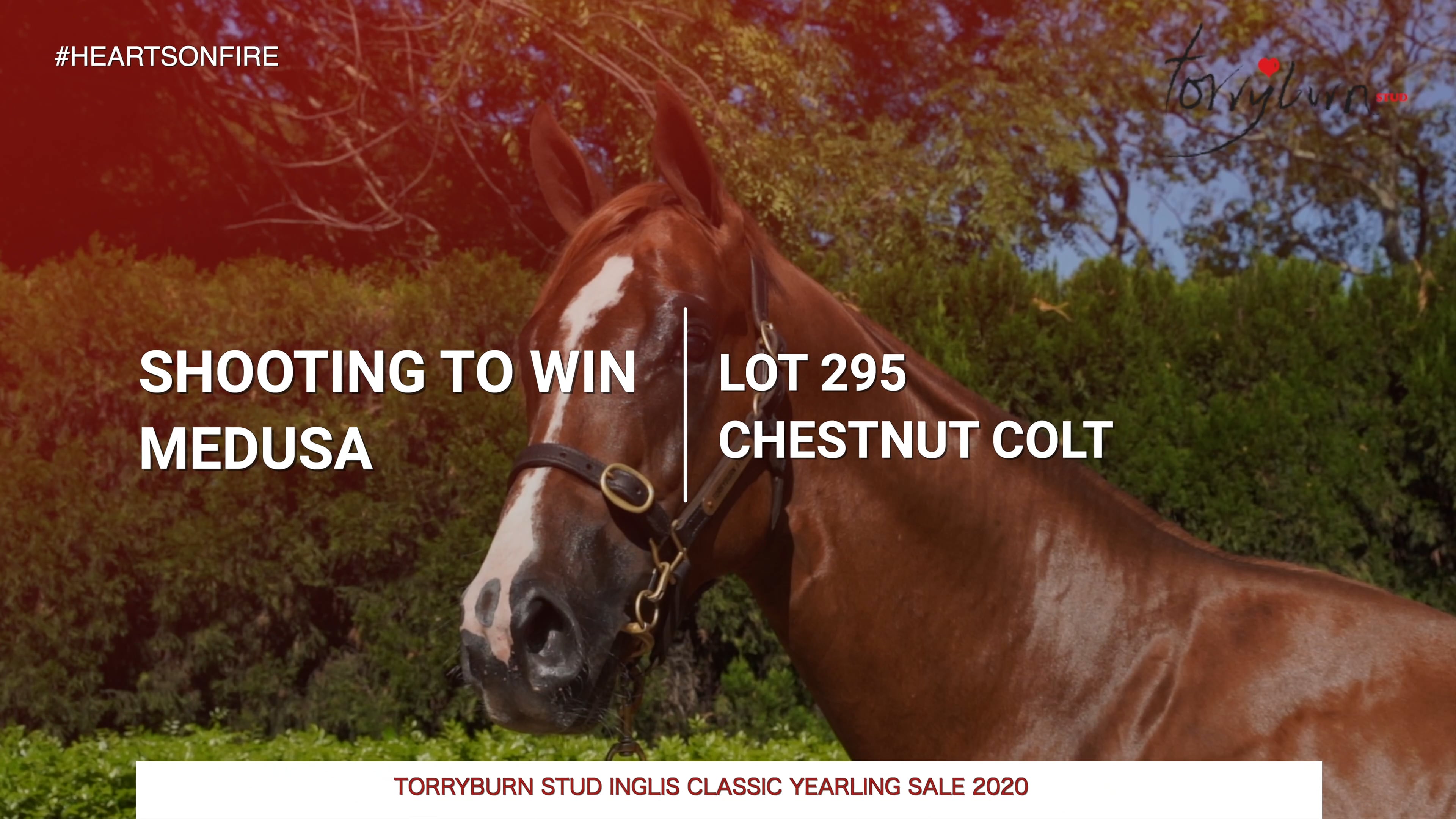 Lot 295 Shooting To Win/Medusa colt on Vimeo