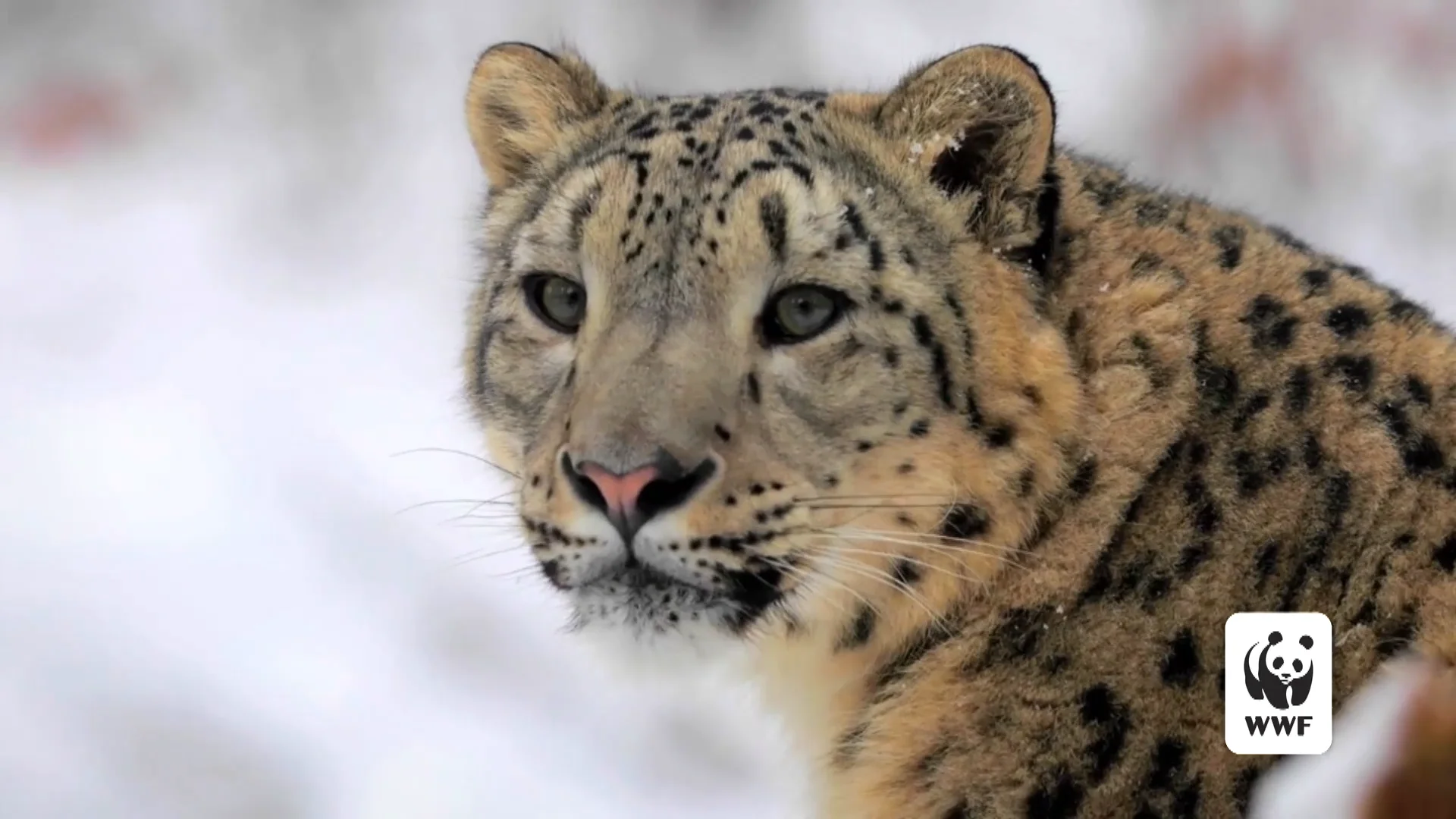 WWF Snow Leopard_No Slate on Vimeo