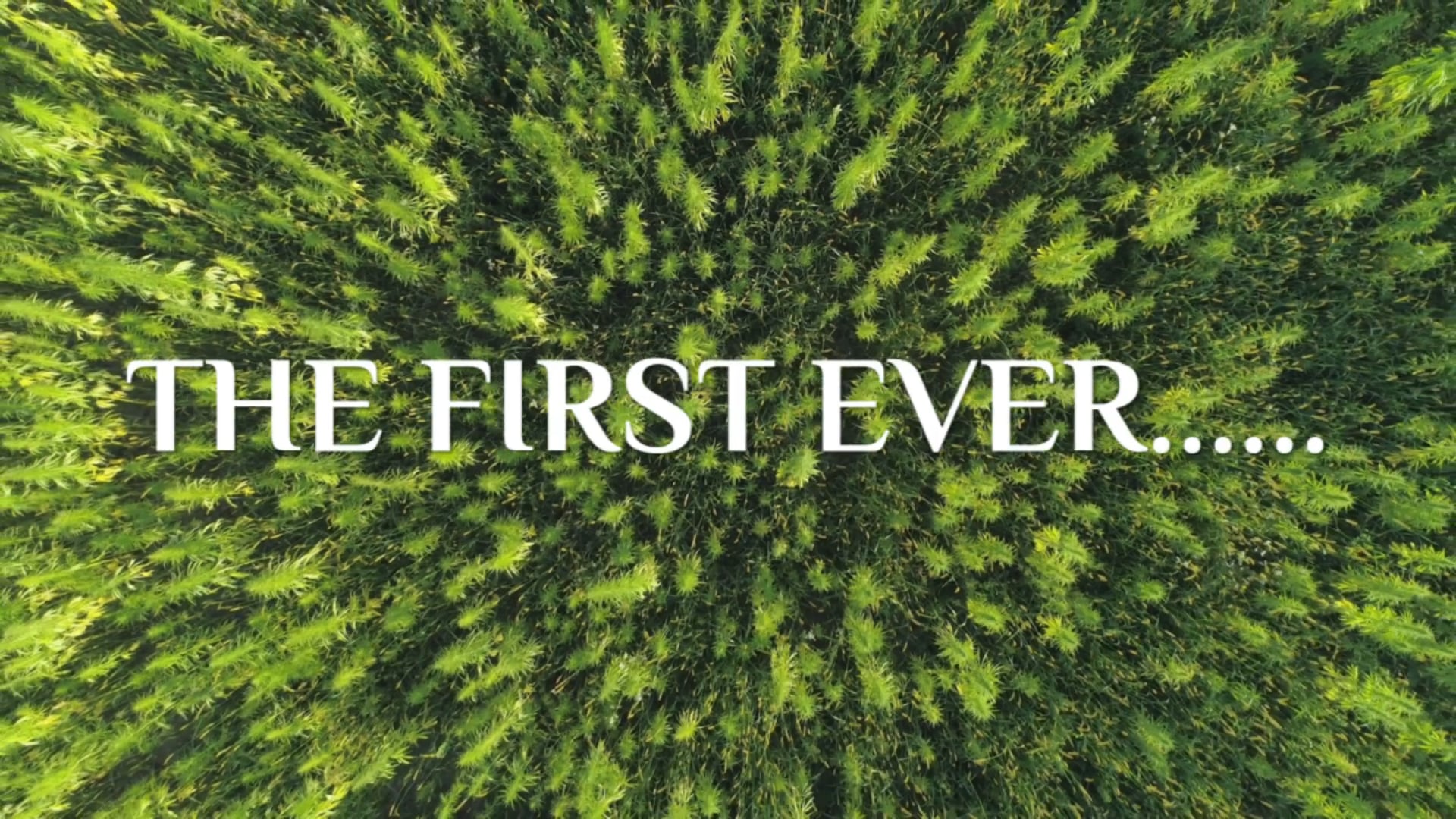 MILE HIGH TOKER'S CHOICE AWARDS 1 (Created with @Magisto) on Vimeo