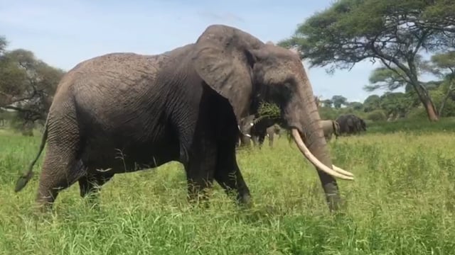 Elefante Naturaleza Tierra - Free video on Pixabay - Pixabay