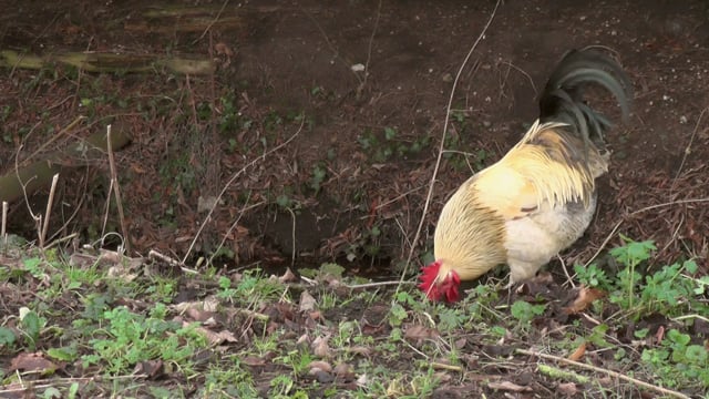 Chicken, Bird, Fowl. Free Stock Video - Pixabay