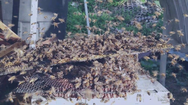 Honigbiene Biene Honig - Free video on Pixabay - Pixabay