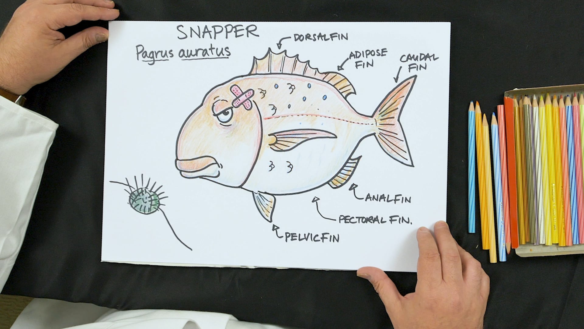 YOE - Video: Learn to Draw - Snapper