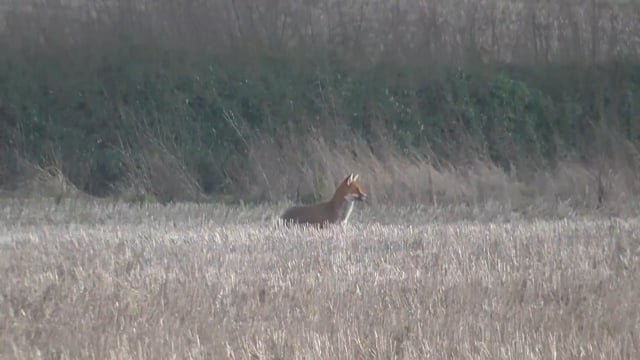 Croome and West Warwickshire Hunt on Vimeo