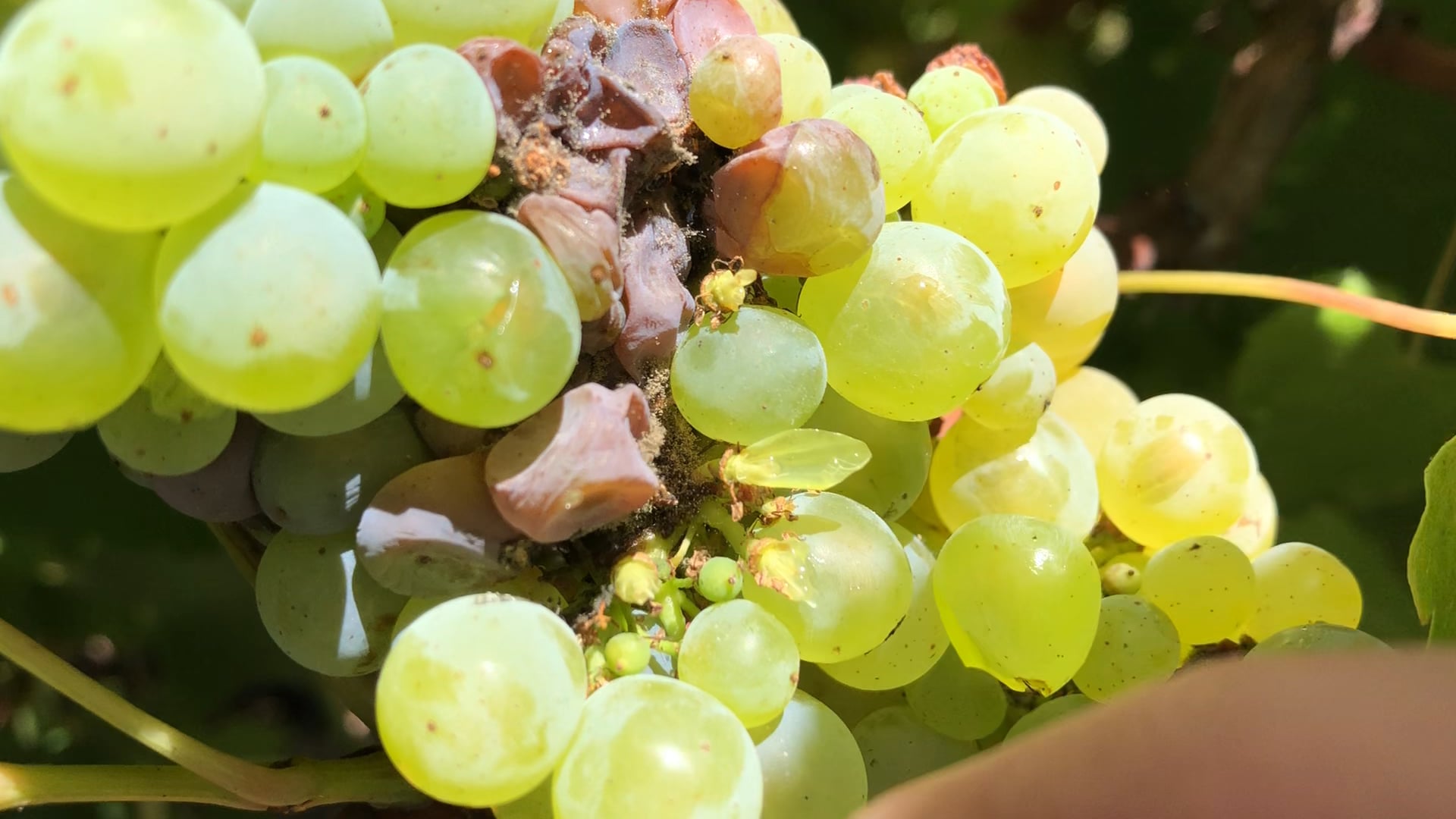 Botrytis in Chardonnay Vineyard on Vimeo