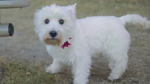 8. Alta Trinity Green social - Dog Life on Vimeo