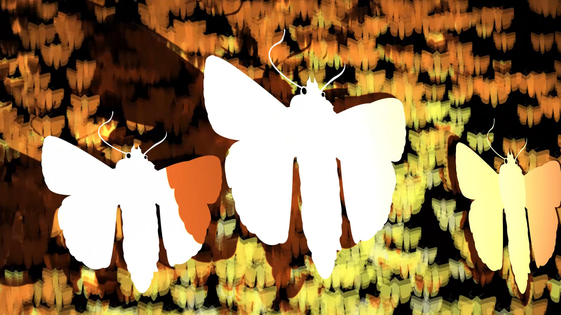moth party on Vimeo