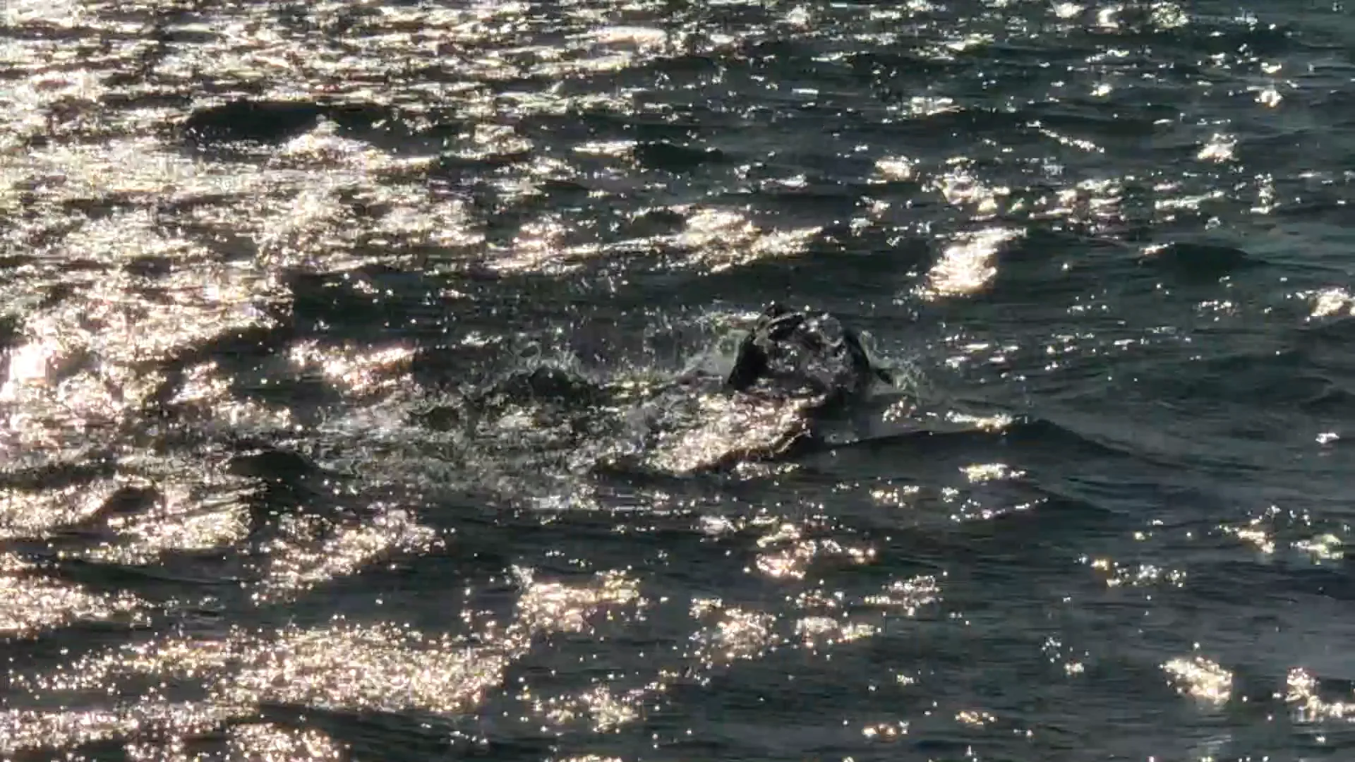 Patricia Rust Swims on Vimeo