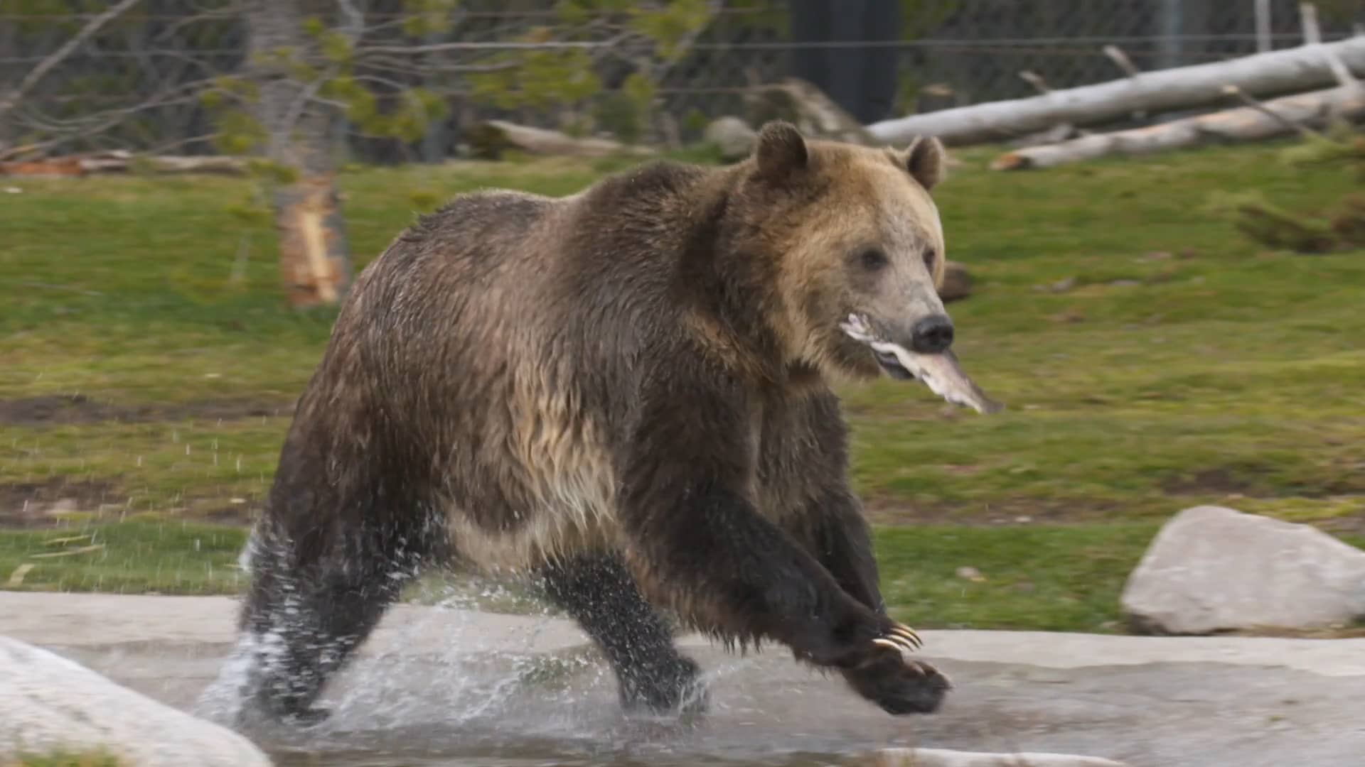 Grizzly and Wolf Discovery Center on Vimeo