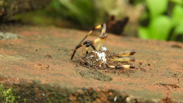 Insects Spider Ants - Free video on Pixabay