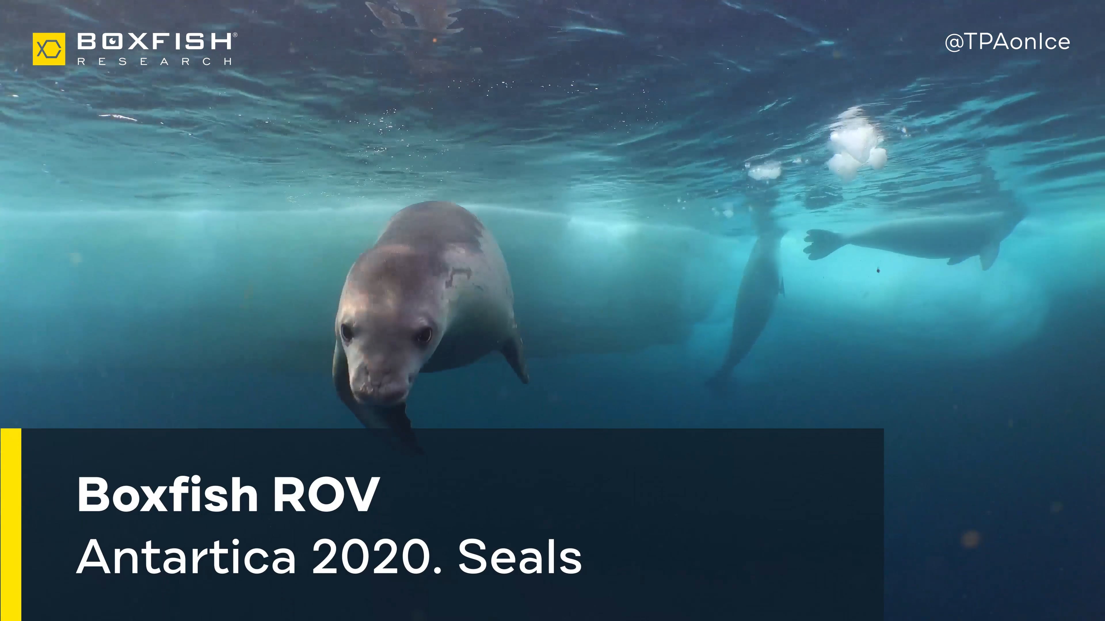 4K ROV footage - Boxfish Video Gallery