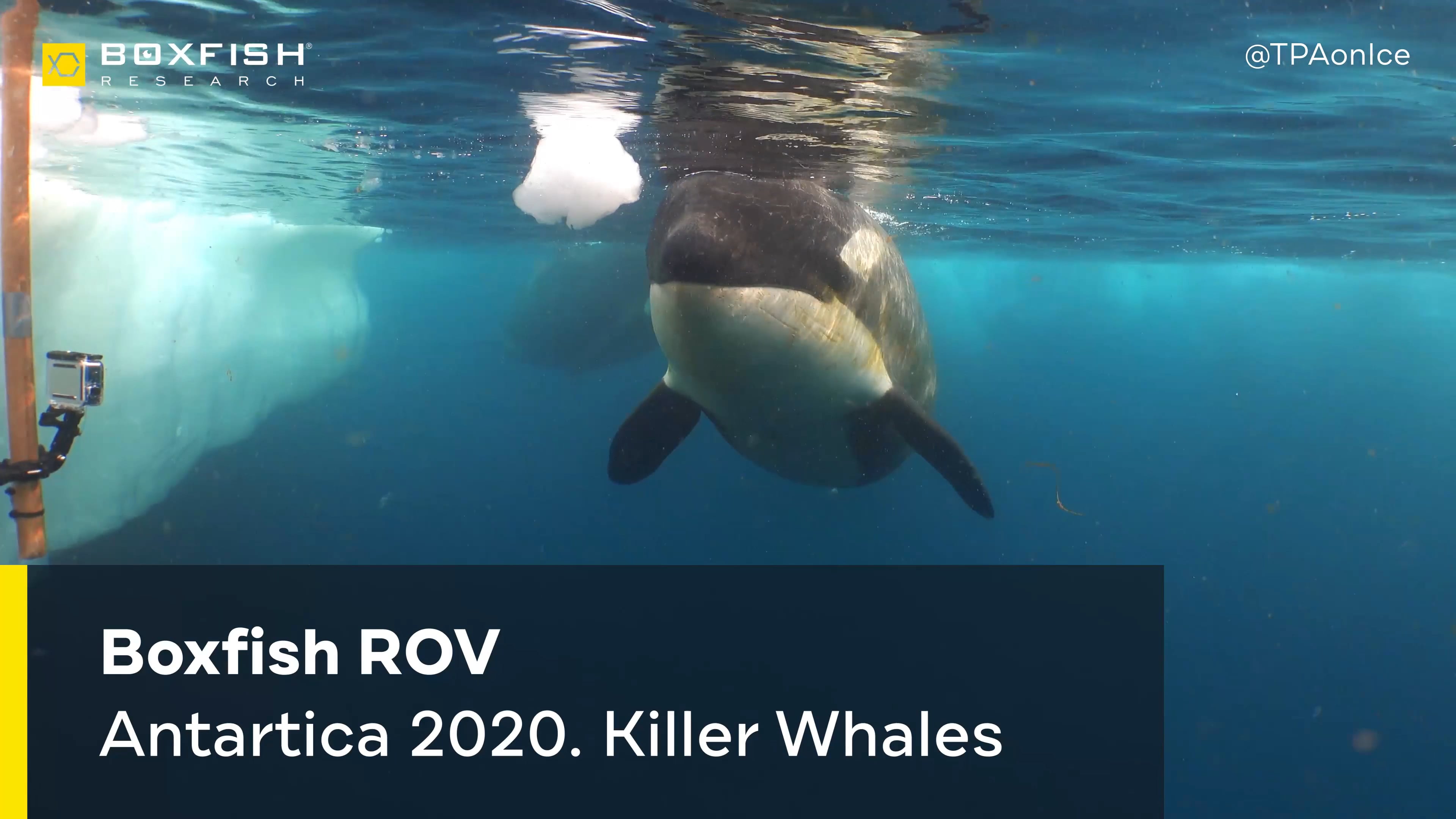 4K ROV footage - Boxfish Video Gallery