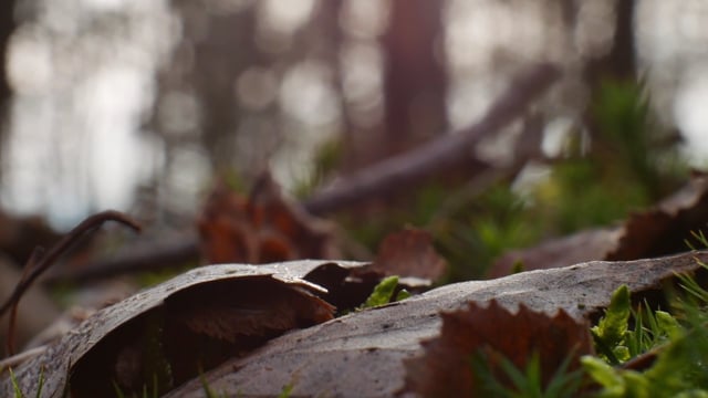 10+ Free Moving Leaves & Nature Videos, HD & 4K Clips - Pixabay