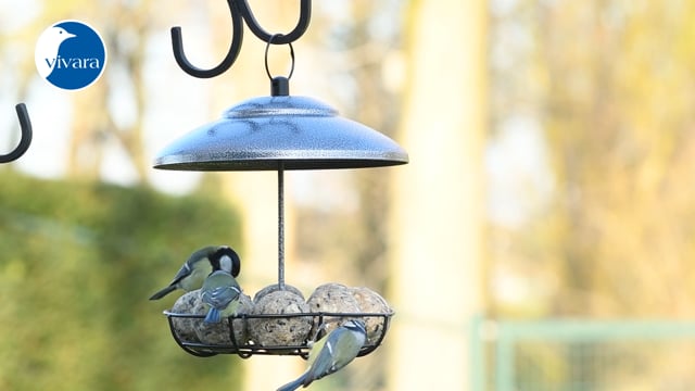 Box of 50 Ultimate Fat Balls for Birds | High-Energy Suet Treats